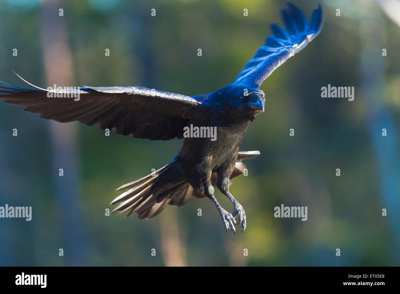 Eine Nahaufnahme Foto auf einem fliegenden Raben Blick in die Kamera ...