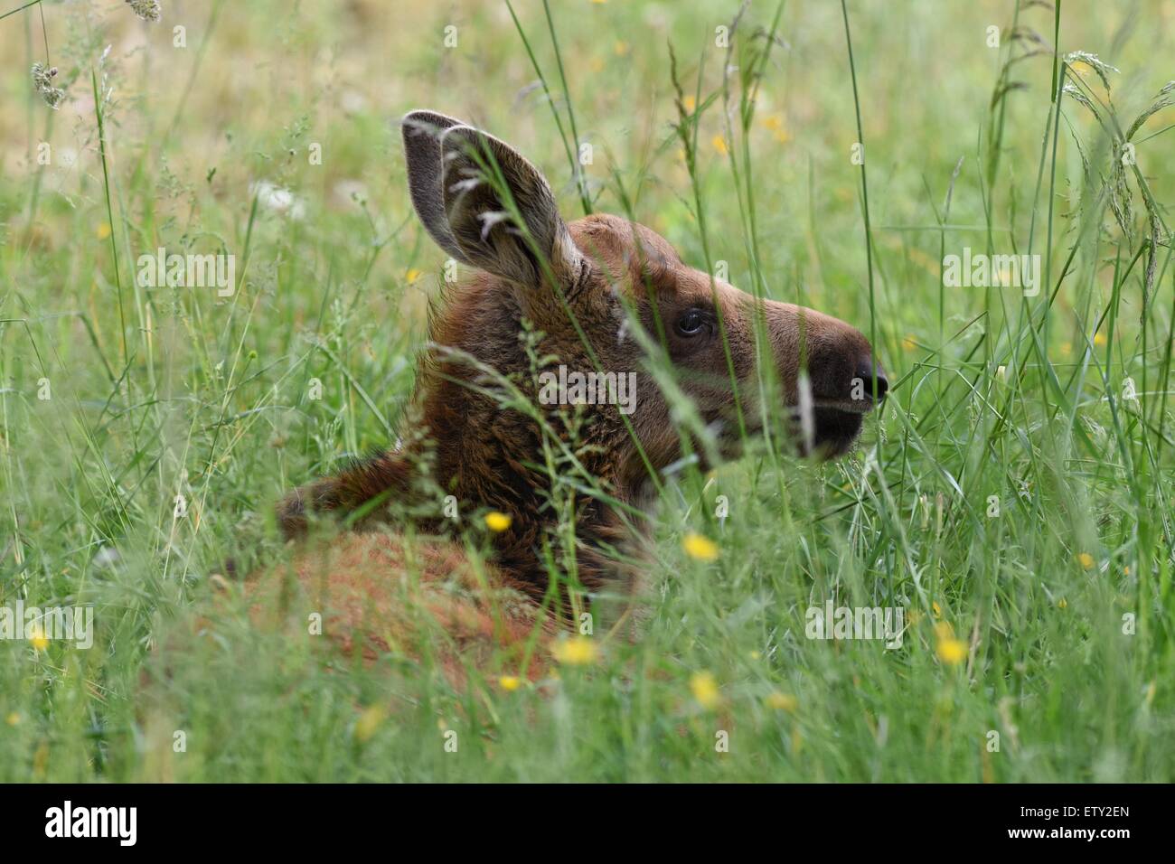 Elchbaby Tierfoto Stockfotos und -bilder Kaufen - Alamy