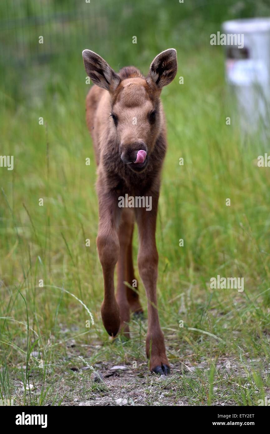 Elchbaby Tierfoto Stockfotos und -bilder Kaufen - Alamy