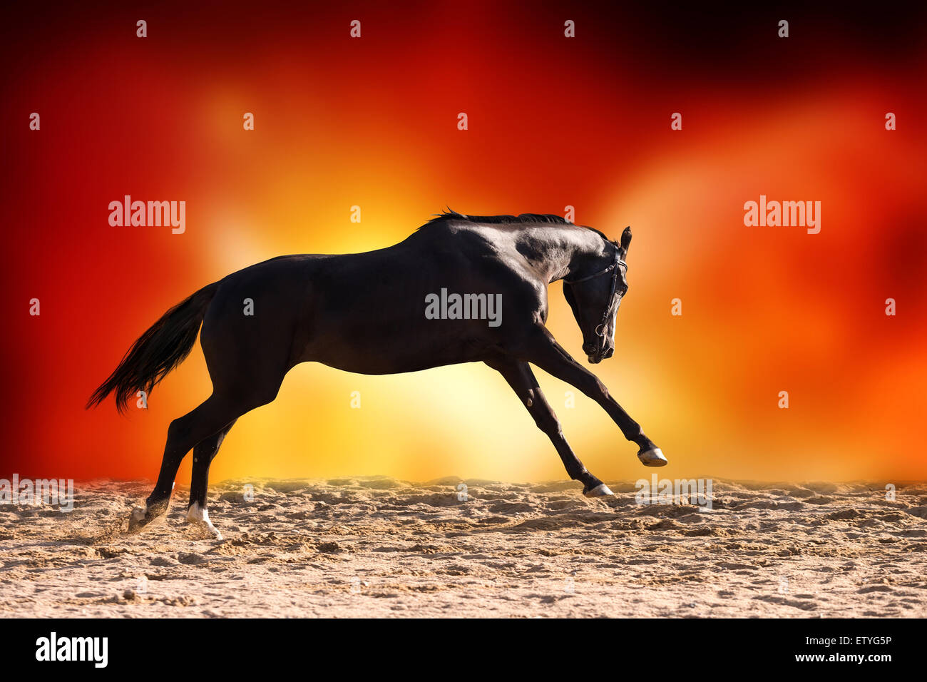 Braun pferd galopp -Fotos und -Bildmaterial in hoher Auflösung – Alamy