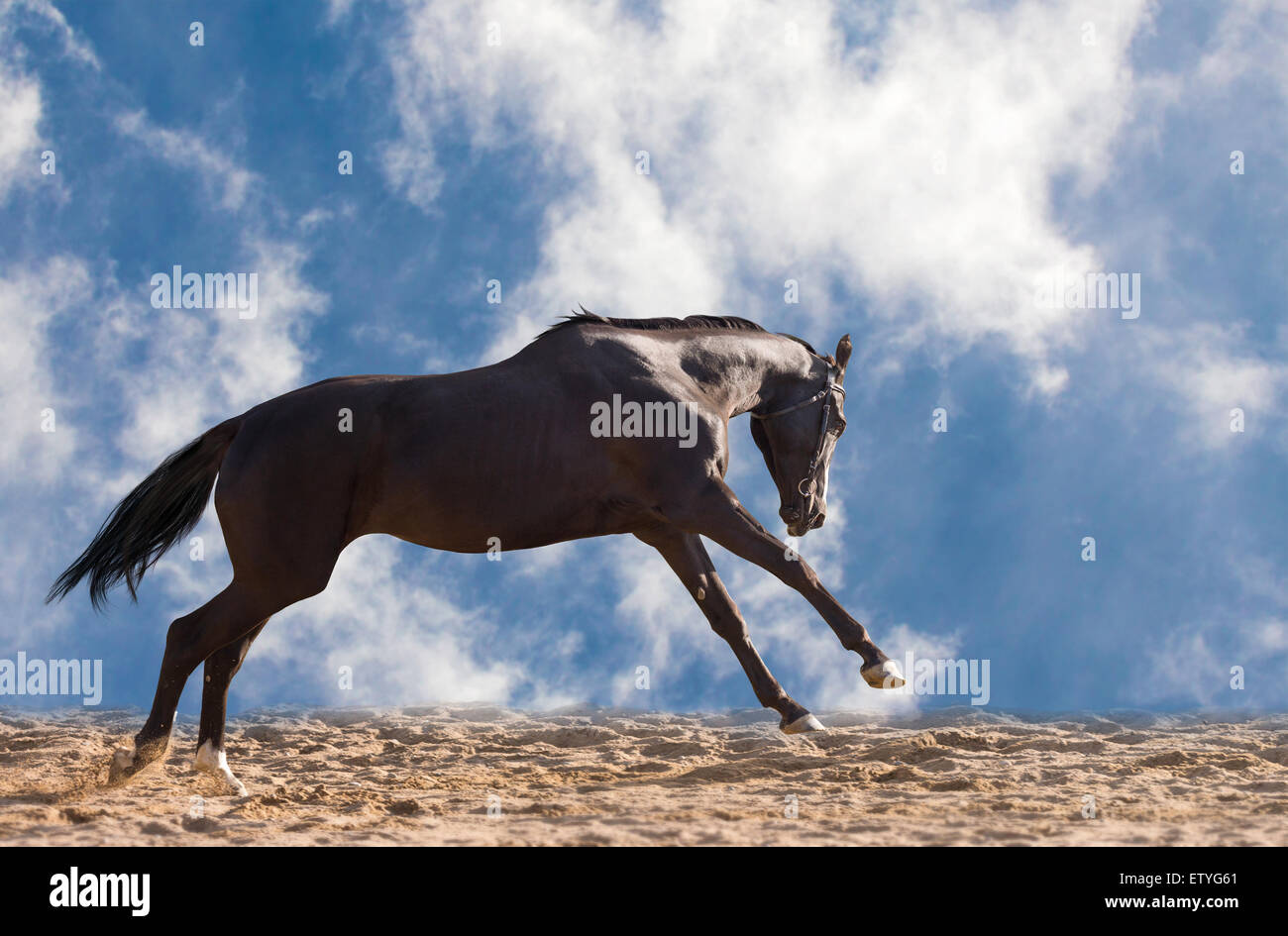 Dunkelbrauner grund -Fotos und -Bildmaterial in hoher Auflösung – Alamy