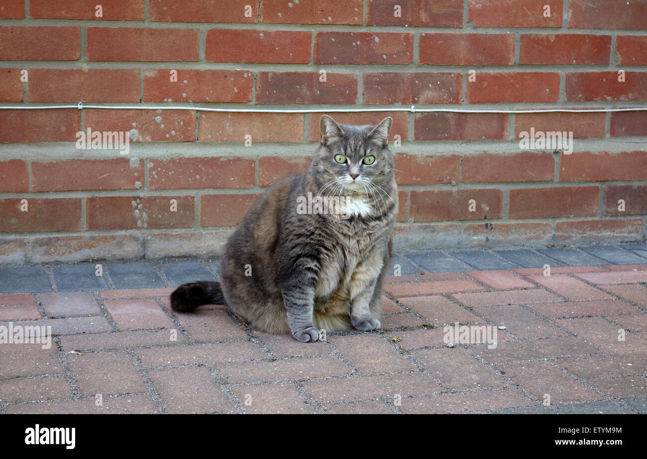 Fette katzen -Fotos und -Bildmaterial in hoher Auflösung – Alamy