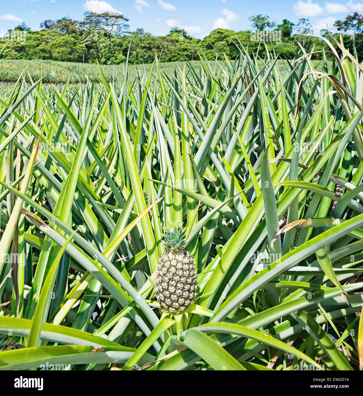 Ananas-Plantage, Costa Rica Stockfotografie - Alamy