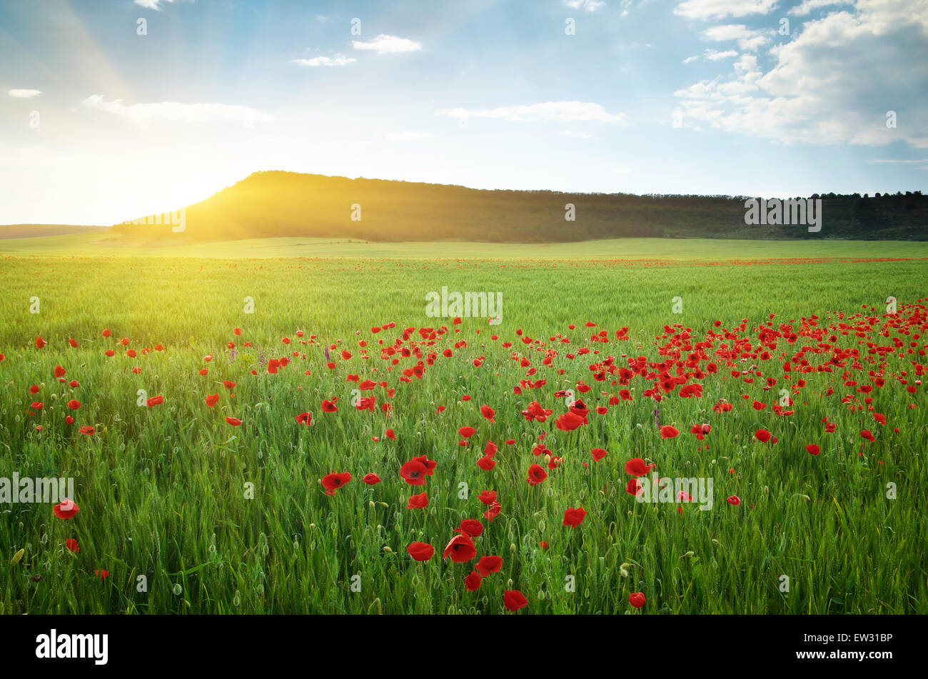 Große mohnblume -Fotos und -Bildmaterial in hoher Auflösung – Alamy