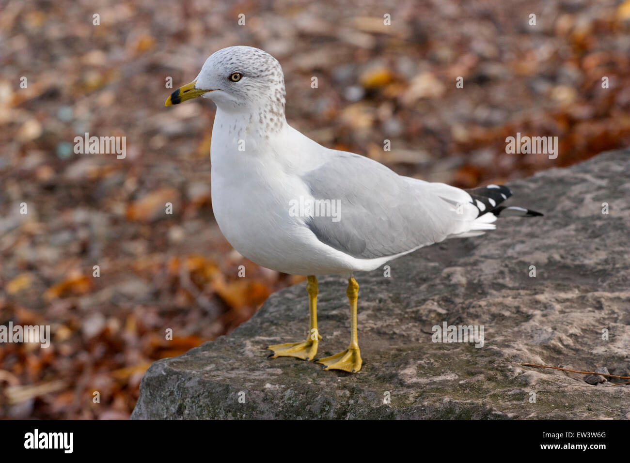 Lustig und neugierig -Fotos und -Bildmaterial in hoher Auflösung – Alamy