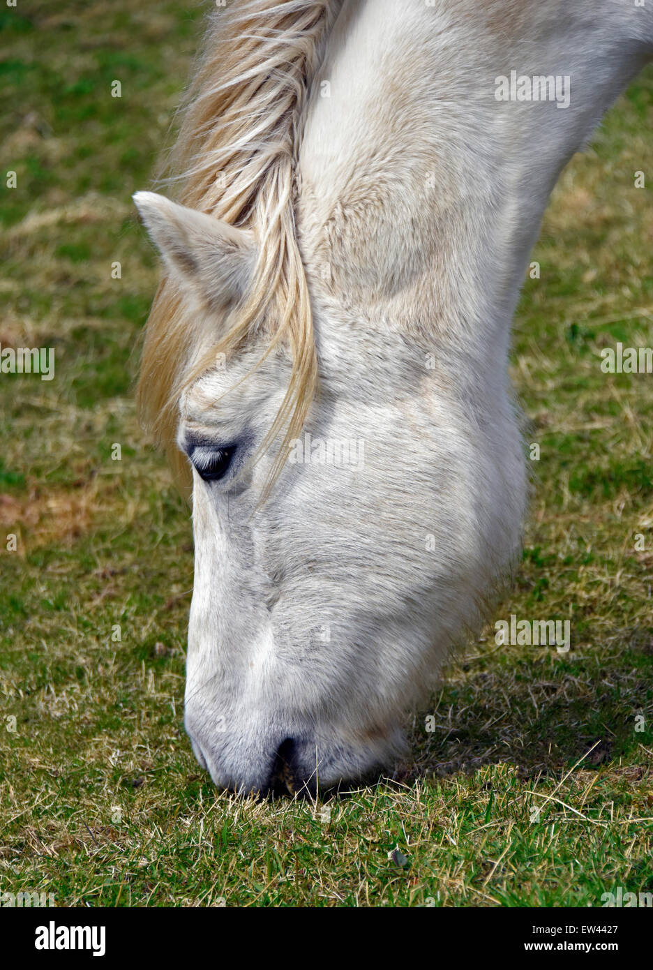 Pferd pony schottland -Fotos und -Bildmaterial in hoher Auflösung – Alamy