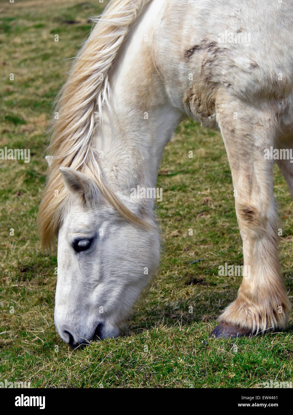 Pferd pony schottland -Fotos und -Bildmaterial in hoher Auflösung – Alamy