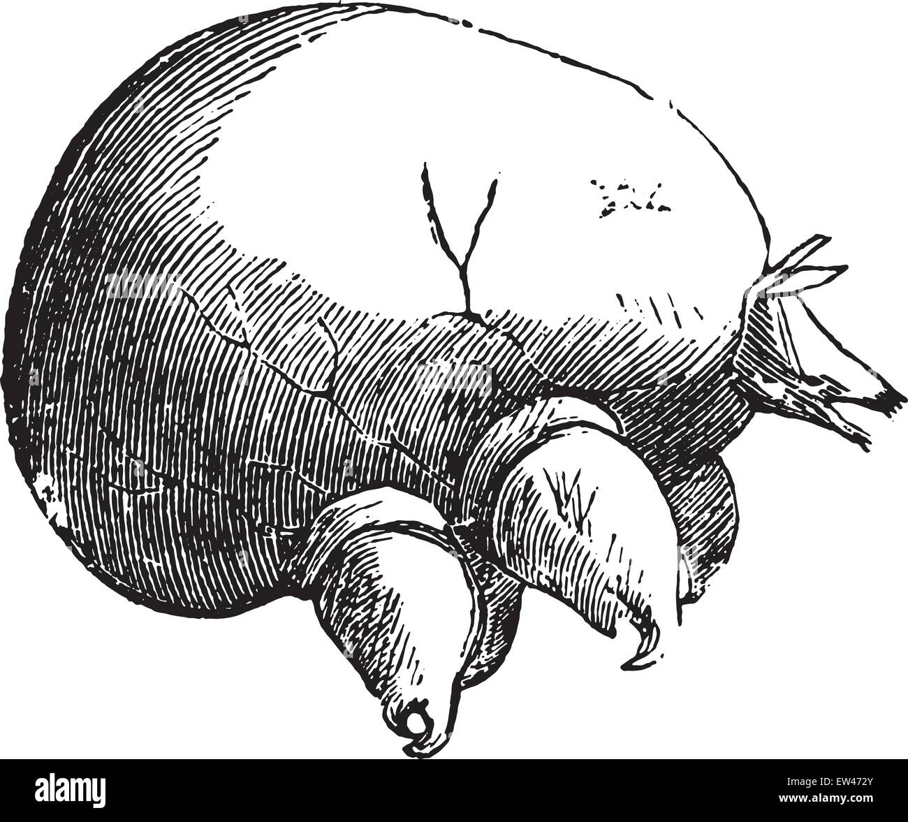 Historic microscope Stock-Vektorgrafiken kaufen - Alamy