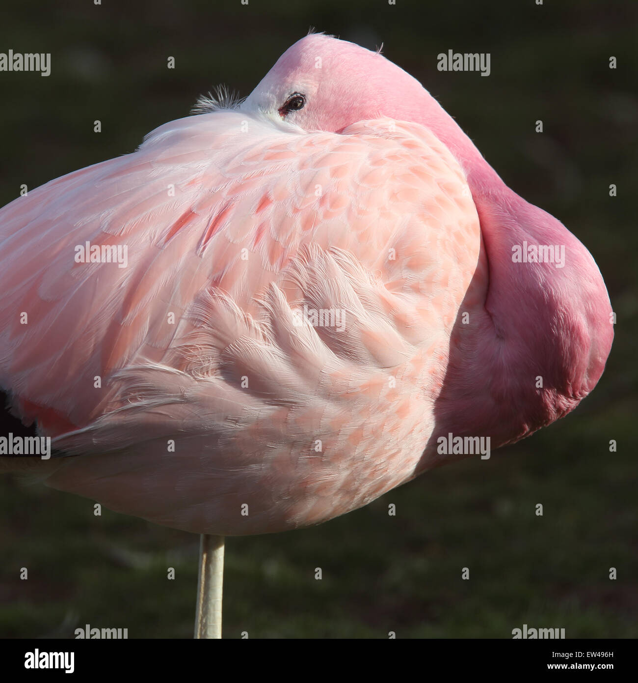 Schlafender rosa flamingo -Fotos und -Bildmaterial in hoher Auflösung ...