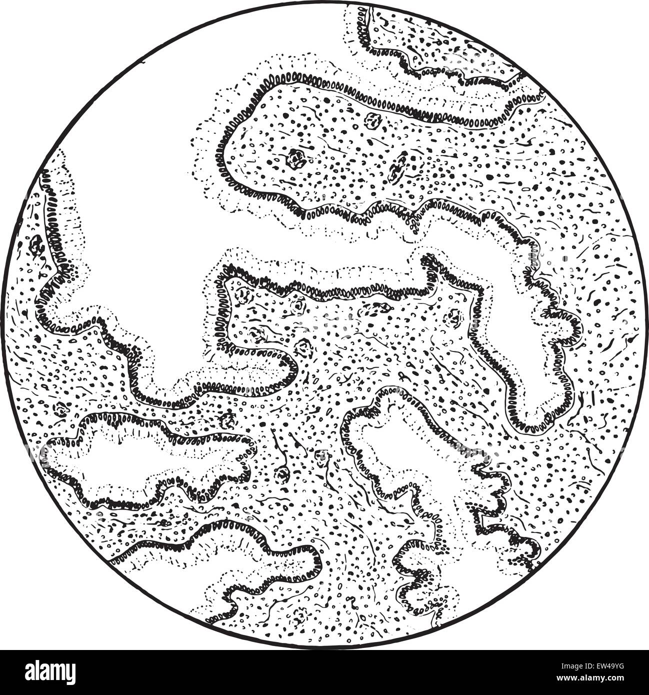 Cervix illustration Stock-Vektorgrafiken kaufen - Alamy