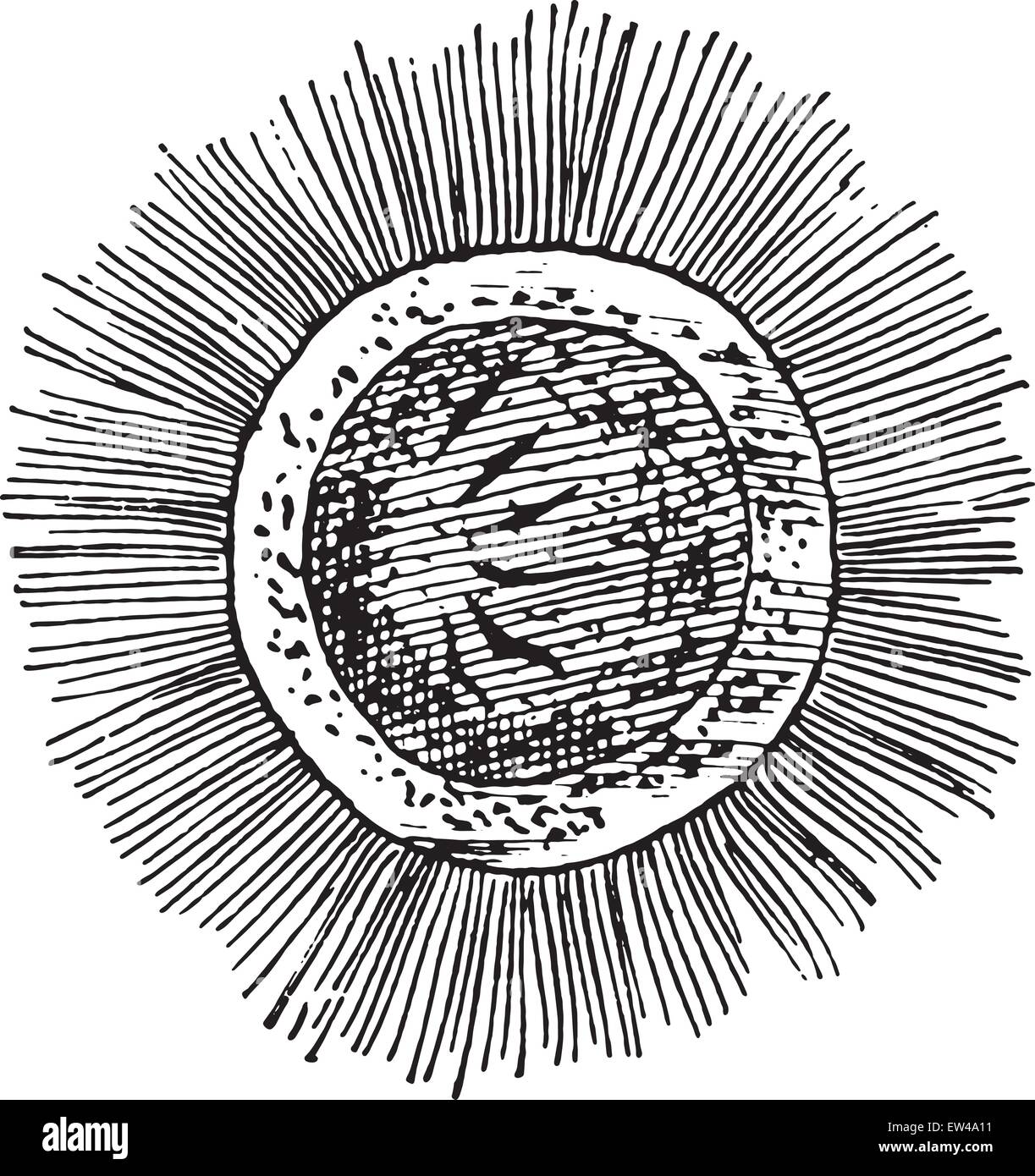 Wurm embryo -Fotos und -Bildmaterial in hoher Auflösung – Alamy