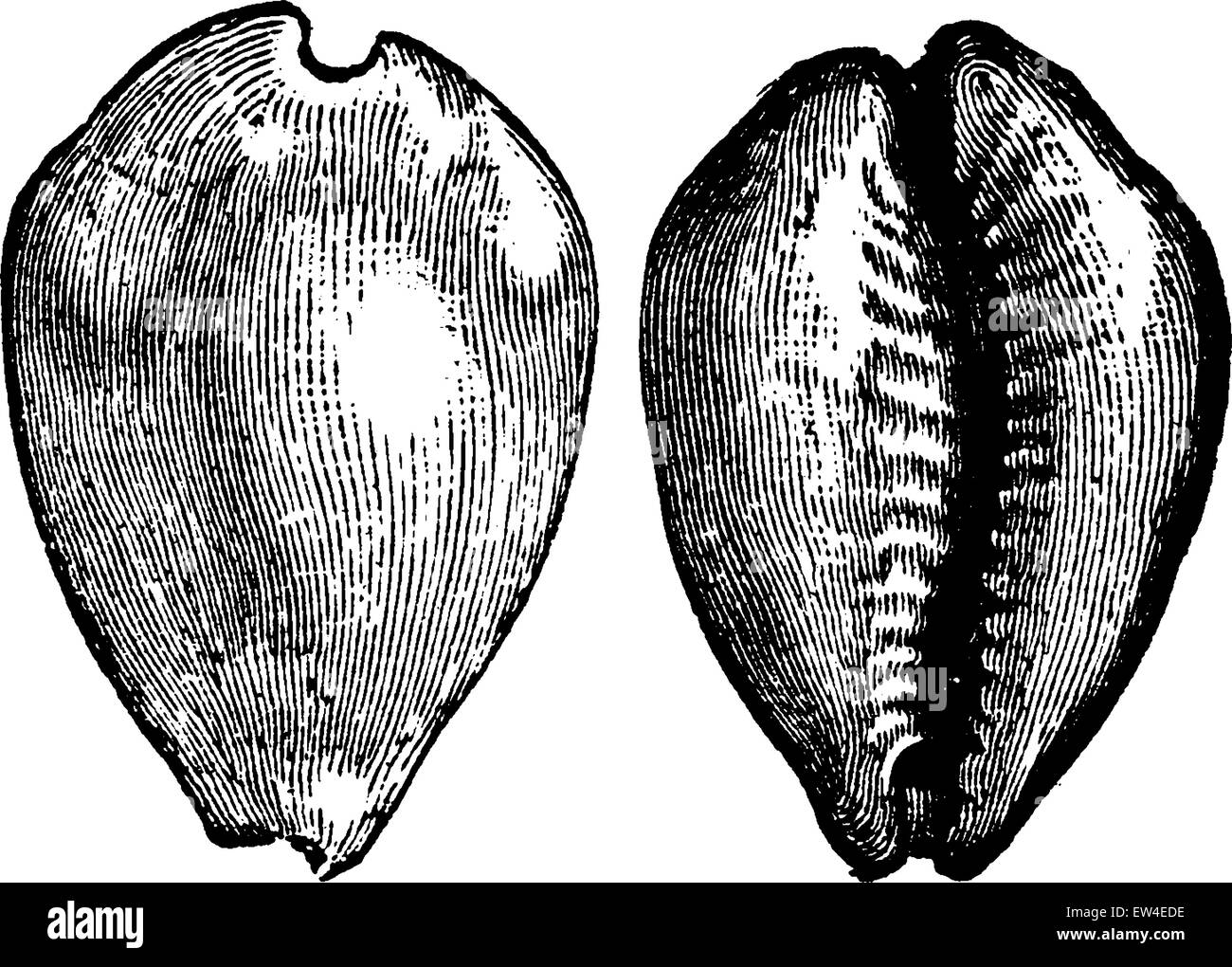 Cypraea moneta -Fotos und -Bildmaterial in hoher Auflösung – Alamy