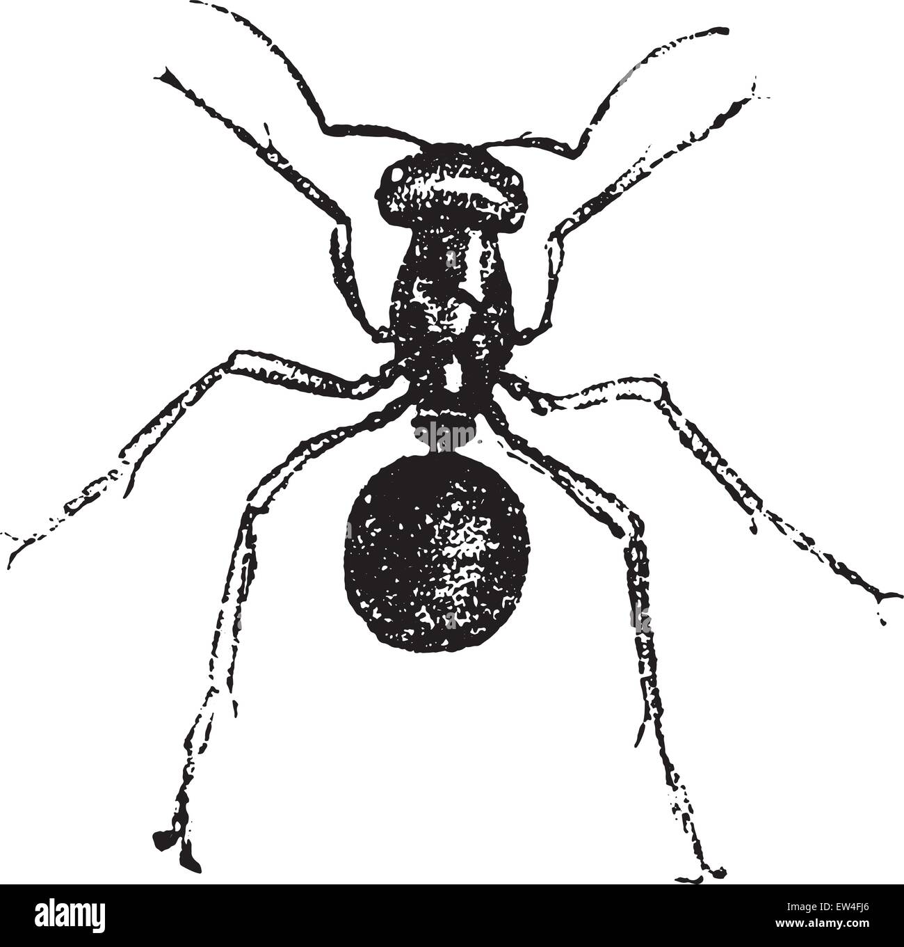 Tiere antennen arthropoden Stock-Vektorgrafiken kaufen - Alamy