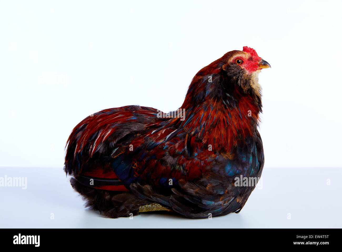 Männliche Hahn Araucana Ostern Egger Rasse in weißem Hintergrund ...