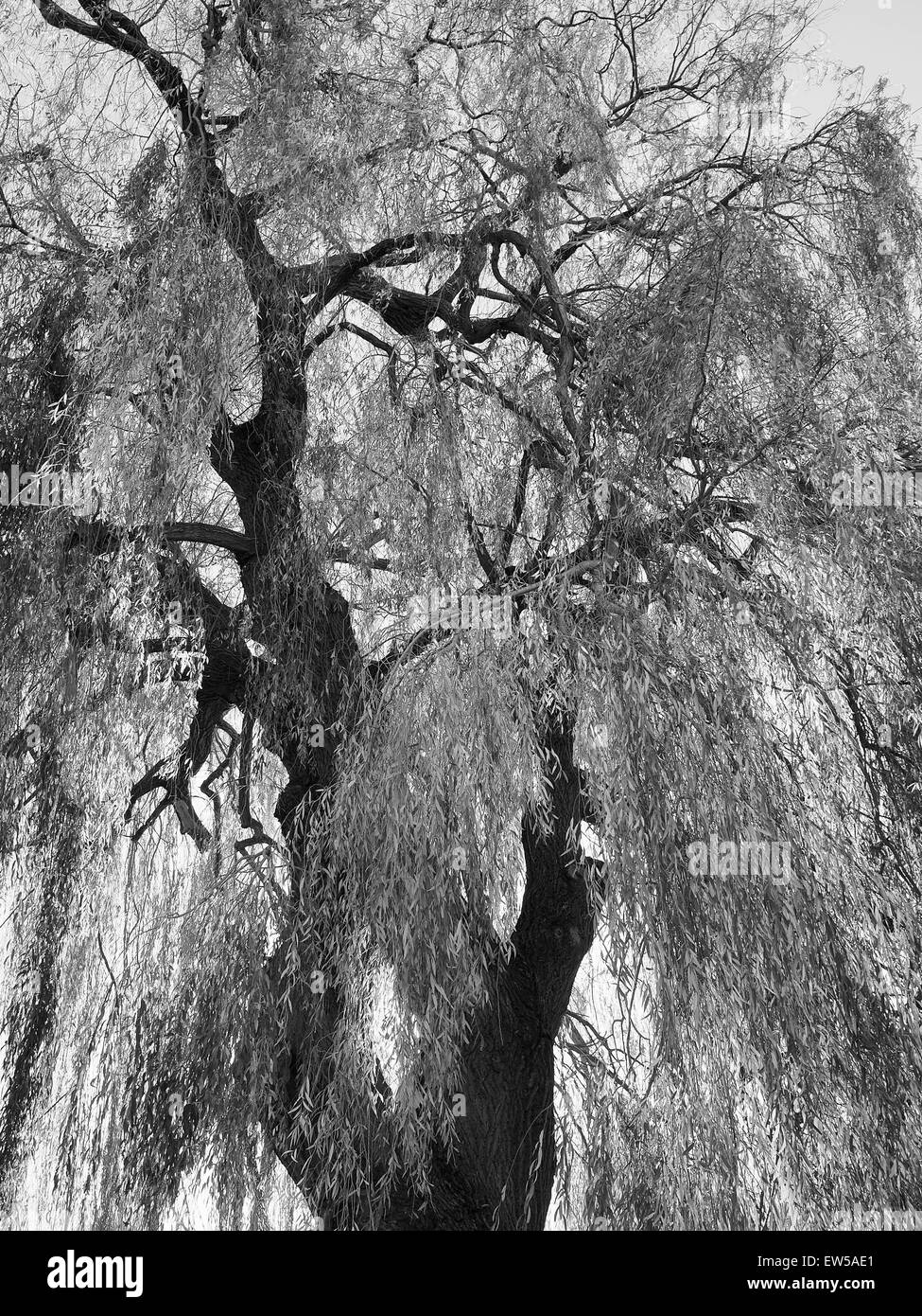 Trauerweiden silhouette -Fotos und -Bildmaterial in hoher Auflösung – Alamy