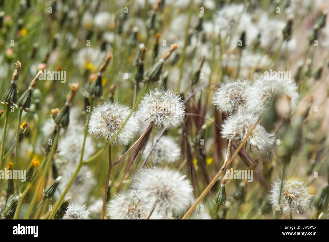 Hasen distel -Fotos und -Bildmaterial in hoher Auflösung – Alamy