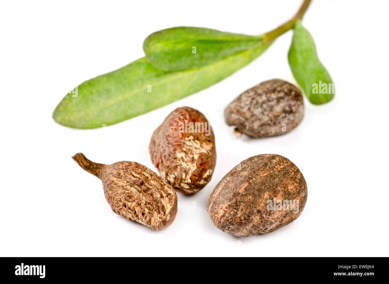 Shea butter nuss holz -Fotos und -Bildmaterial in hoher Auflösung – Alamy