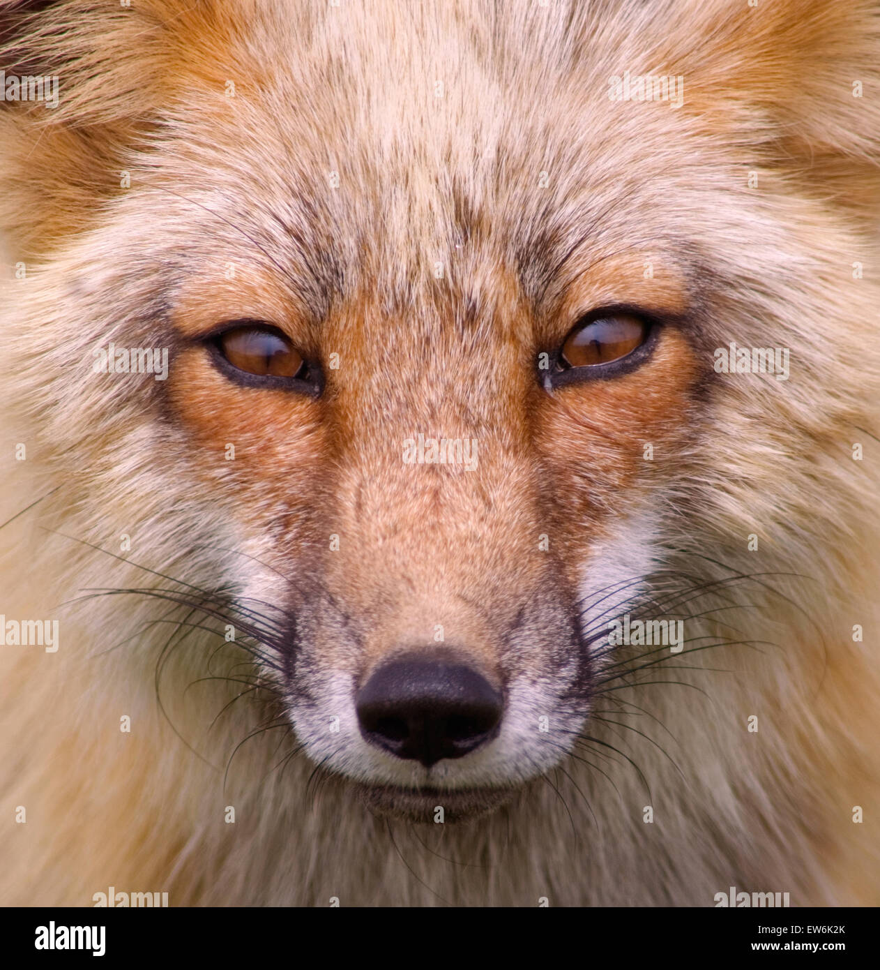 Fox nose -Fotos und -Bildmaterial in hoher Auflösung – Alamy