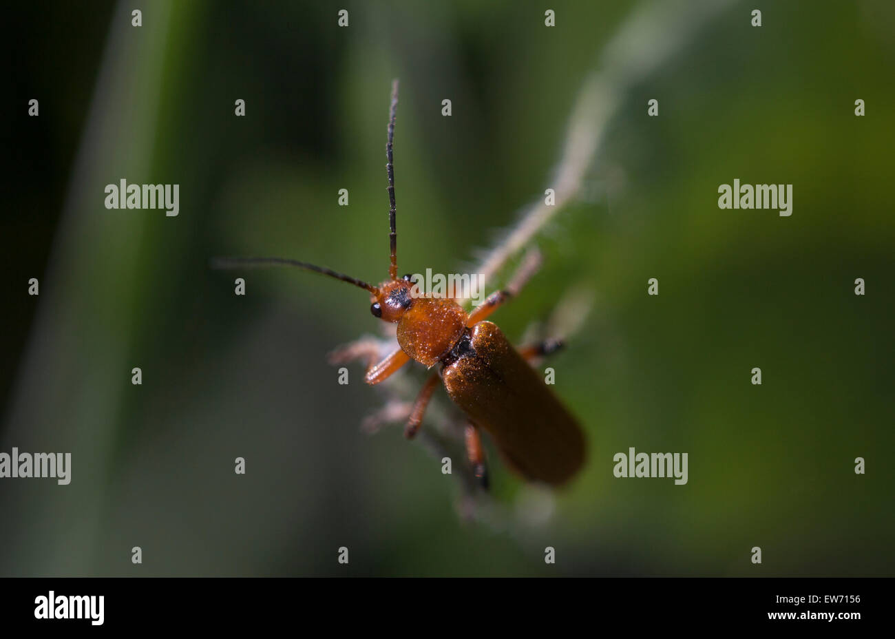 Rote wanze -Fotos und -Bildmaterial in hoher Auflösung – Alamy