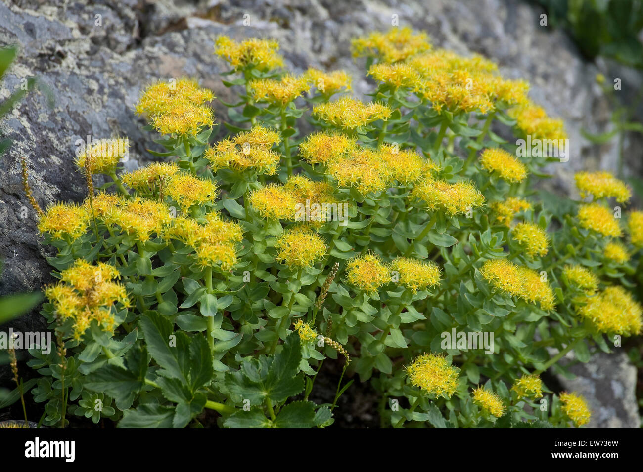 Orpin rose -Fotos und -Bildmaterial in hoher Auflösung – Alamy