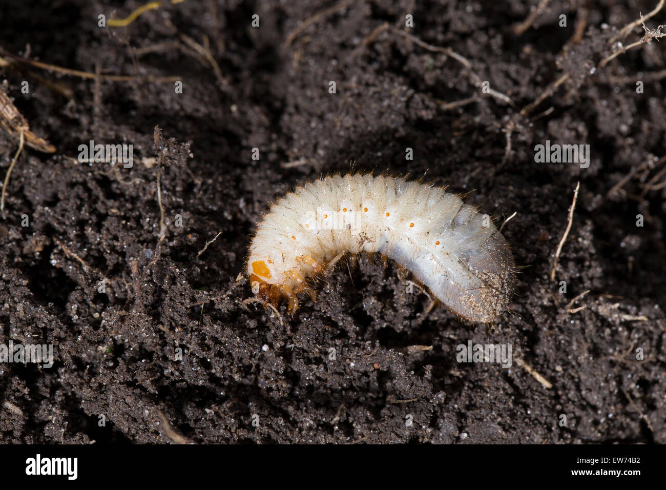 Rose Chafer, Larve, Larven, Grub, rodet, Rosenkäfer, Larve, Engerling ...
