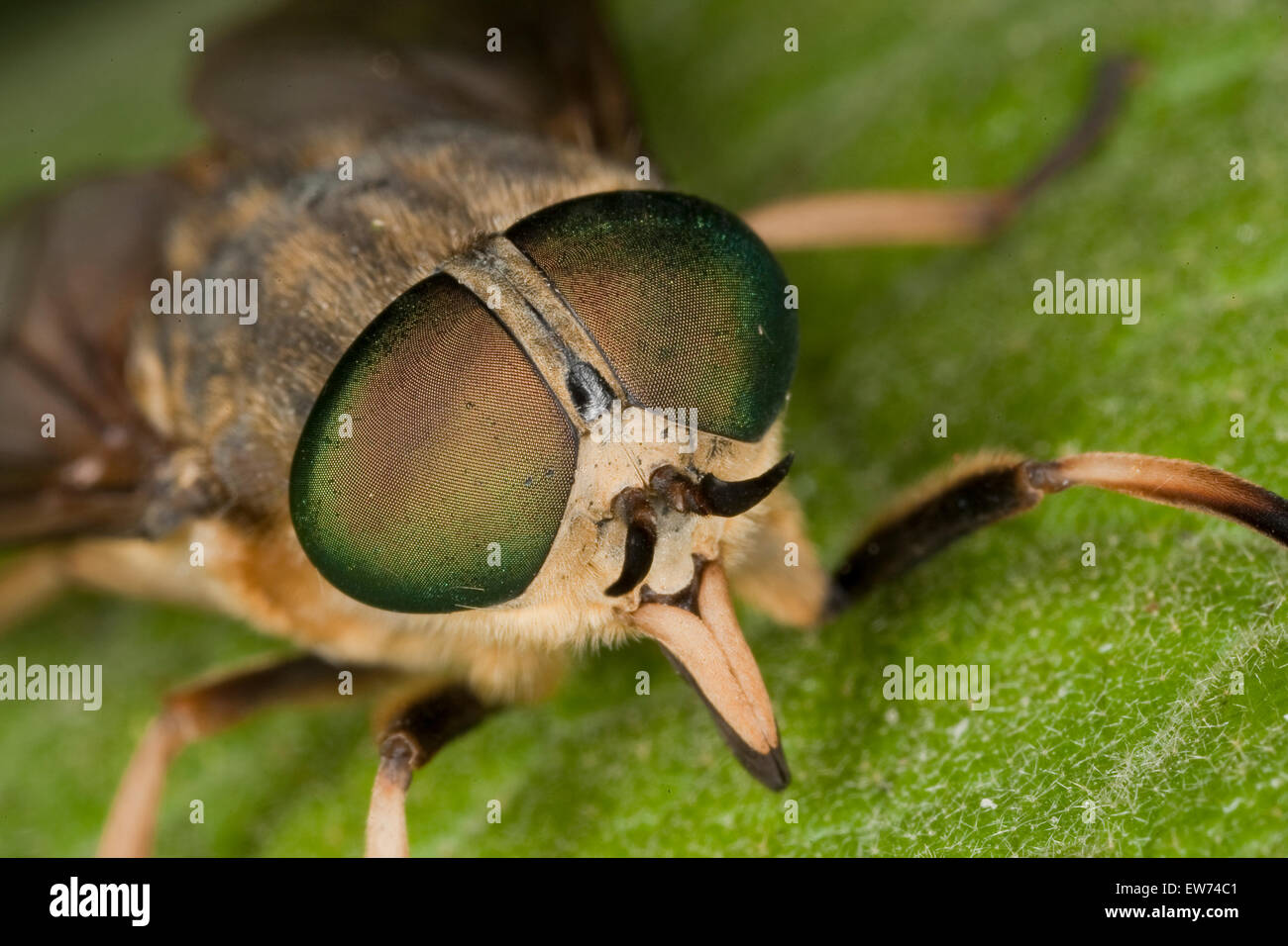 Large compound eyes -Fotos und -Bildmaterial in hoher Auflösung – Alamy