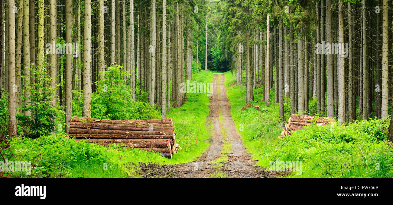 Forst monokultur -Fotos und -Bildmaterial in hoher Auflösung - Seite 3 ...