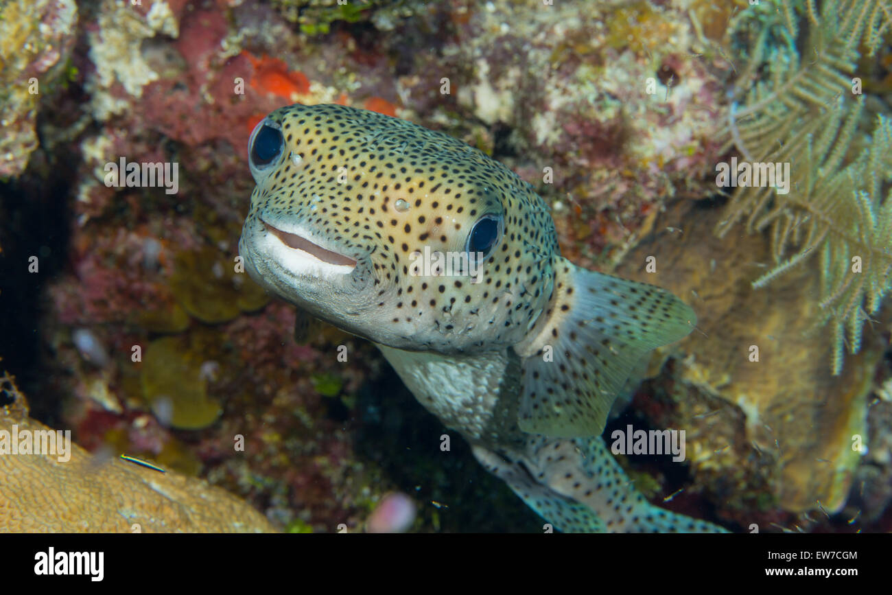 Gepunkteter igelfisch -Fotos und -Bildmaterial in hoher Auflösung – Alamy