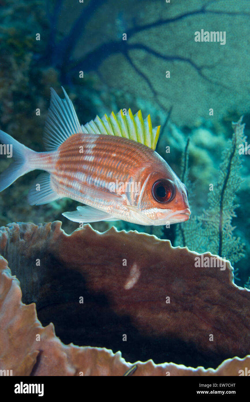 Riesiger squirrelfish -Fotos und -Bildmaterial in hoher Auflösung – Alamy