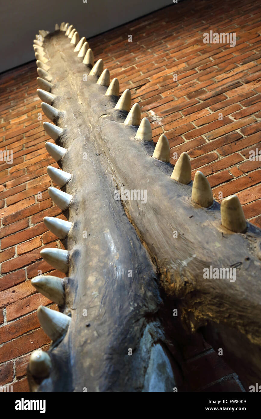 Pottwal Kieferknochen mit Zähnen, Nantucket Walfangmuseum, Nantucket ...