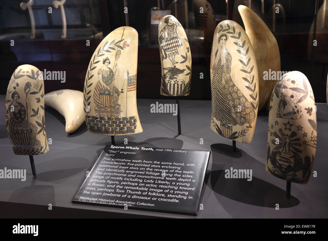 Whale teeth -Fotos und -Bildmaterial in hoher Auflösung – Alamy