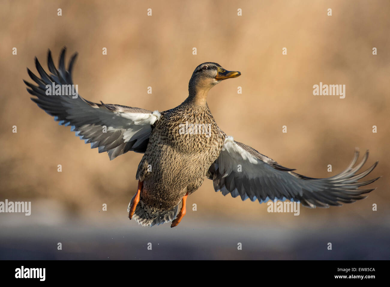 Flying hen -Fotos und -Bildmaterial in hoher Auflösung – Alamy