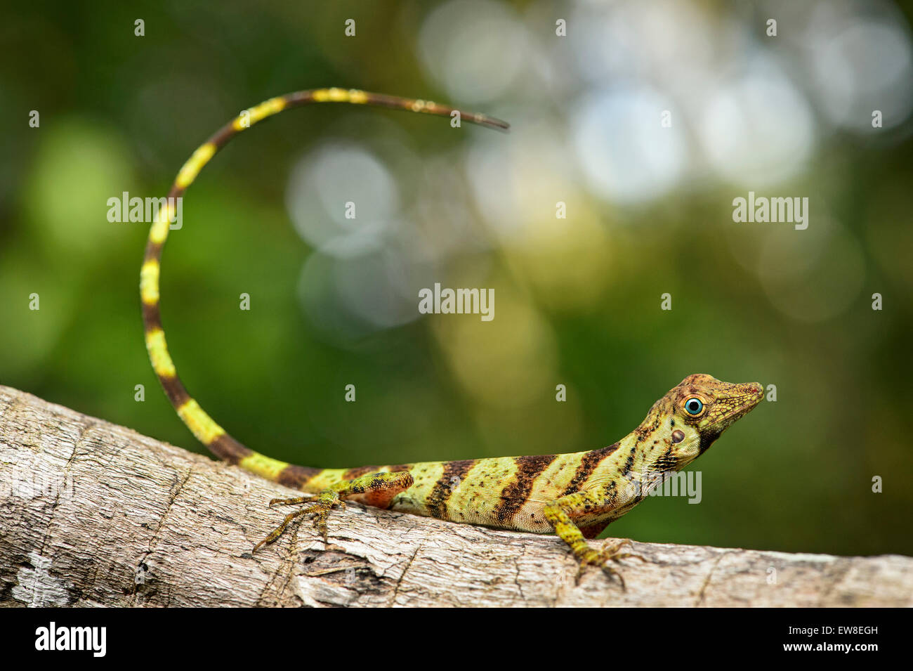 Weibliche anole -Fotos und -Bildmaterial in hoher Auflösung – Alamy