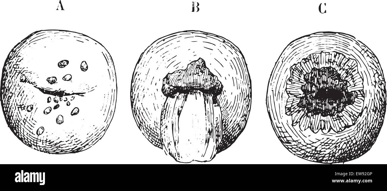 Cervix illustration -Fotos und -Bildmaterial in hoher Auflösung – Alamy
