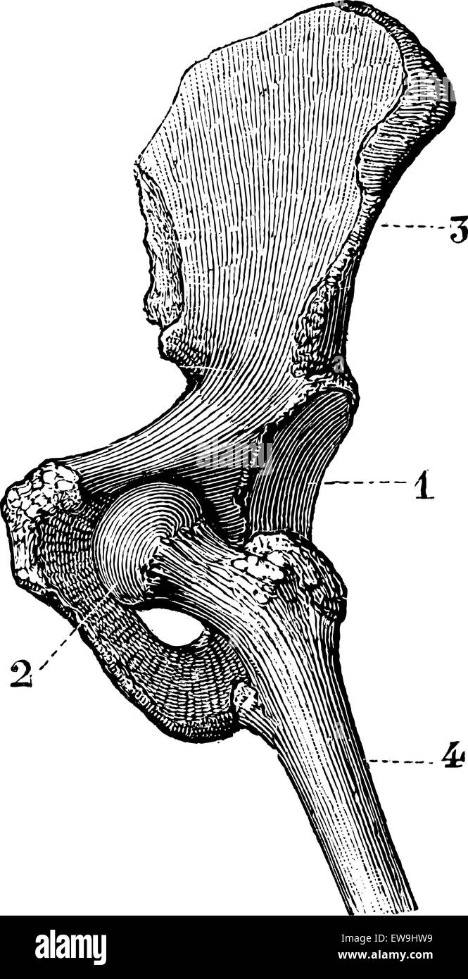 Ischio pubic ramus -Fotos und -Bildmaterial in hoher Auflösung – Alamy