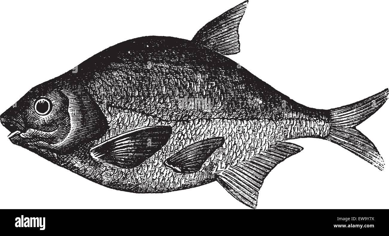 Brama brama Stock-Vektorgrafiken kaufen - Alamy