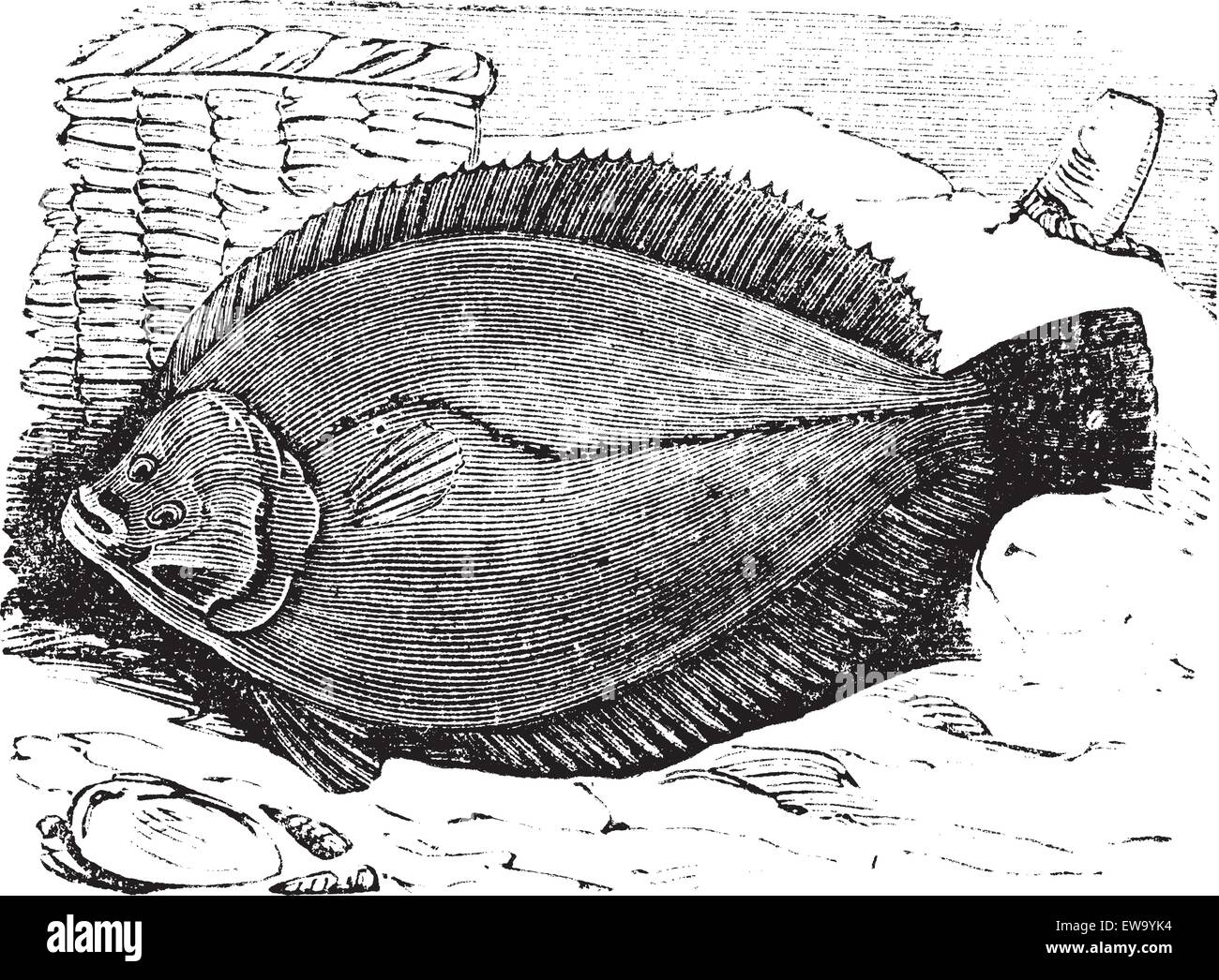 Scholle oder Flunder Frank oder Plattfische Vintage-Gravur. Alten ...