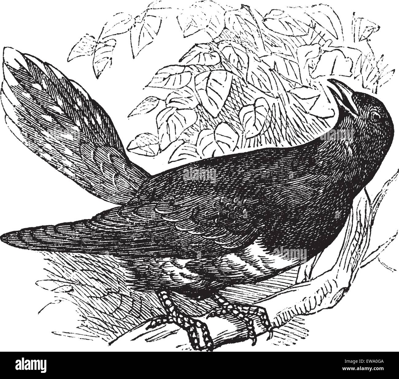 Gemeinsamen Kuckuck oder Cuculus Canorus, Vintage-Gravur. Alten ...