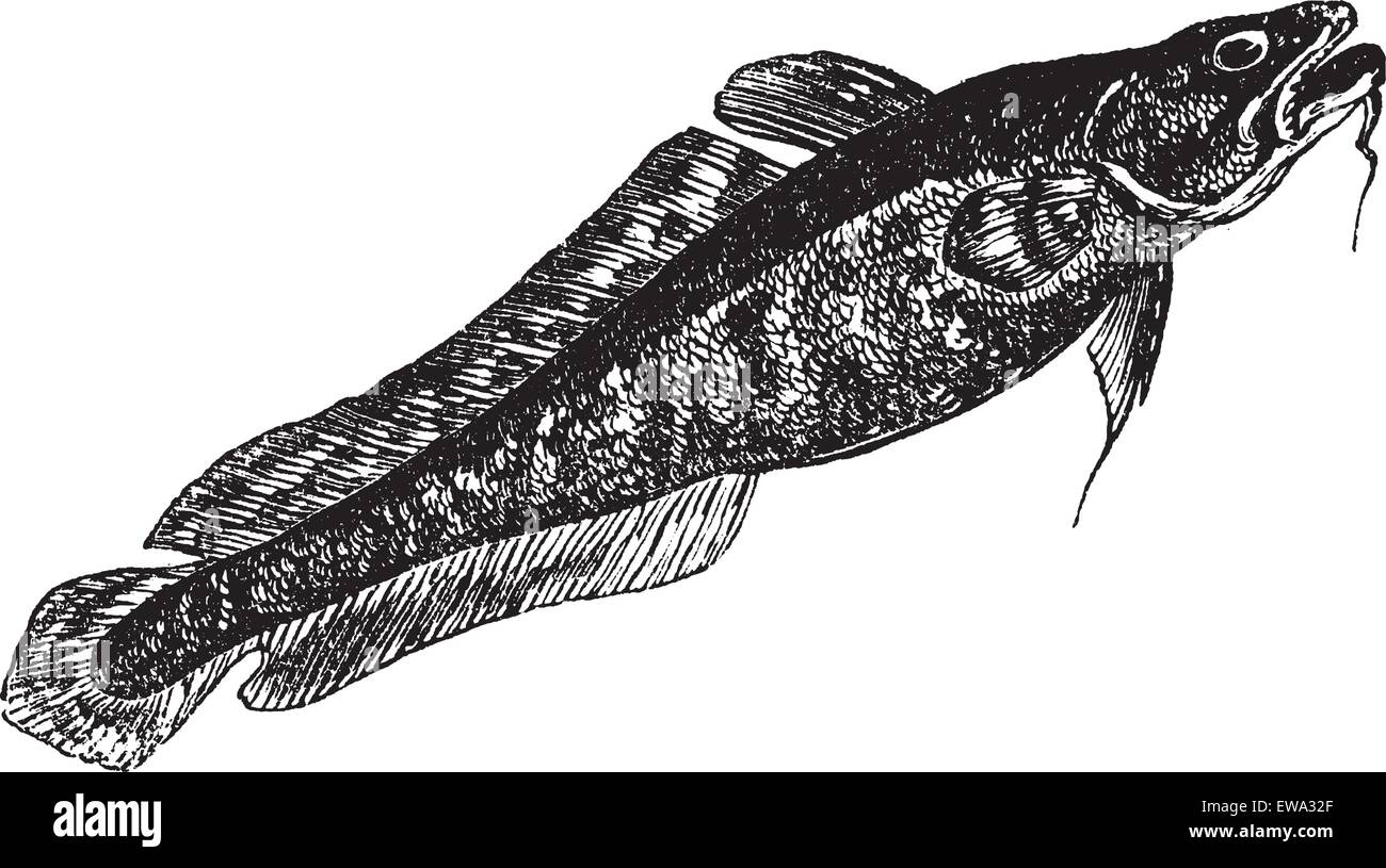 Lota lota Stock-Vektorgrafiken kaufen - Alamy
