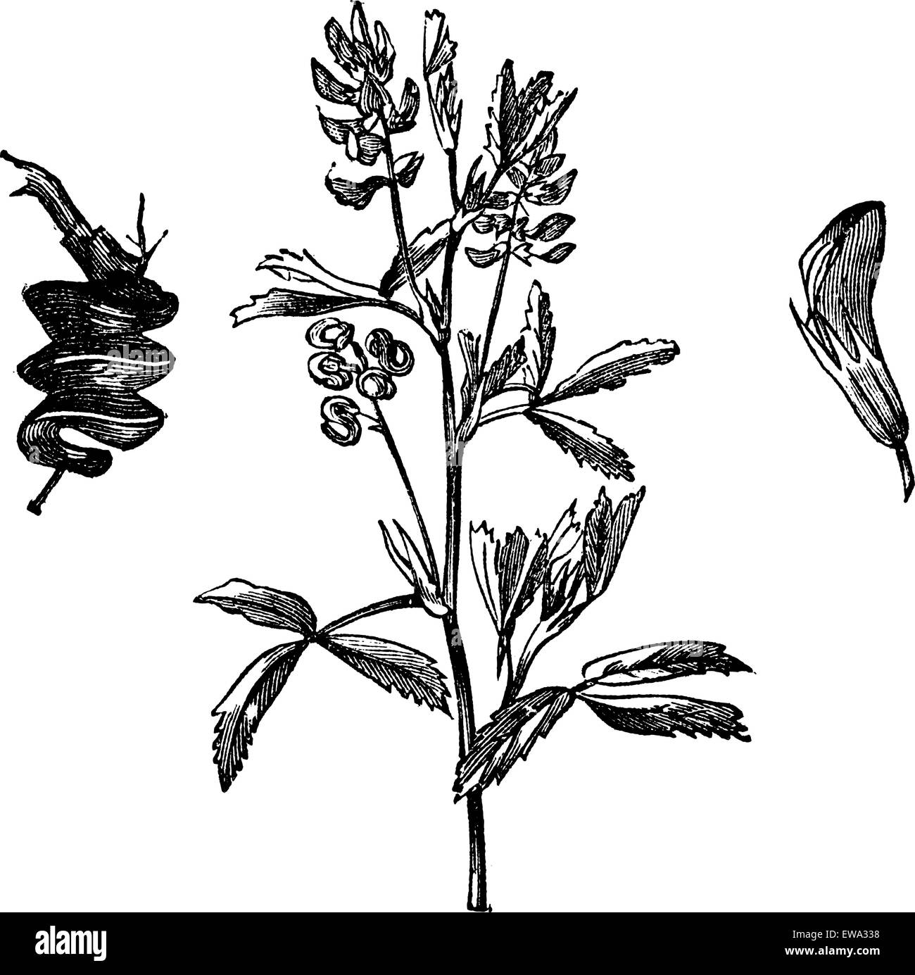 Medicago sativa botanische illustration -Fotos und -Bildmaterial in ...