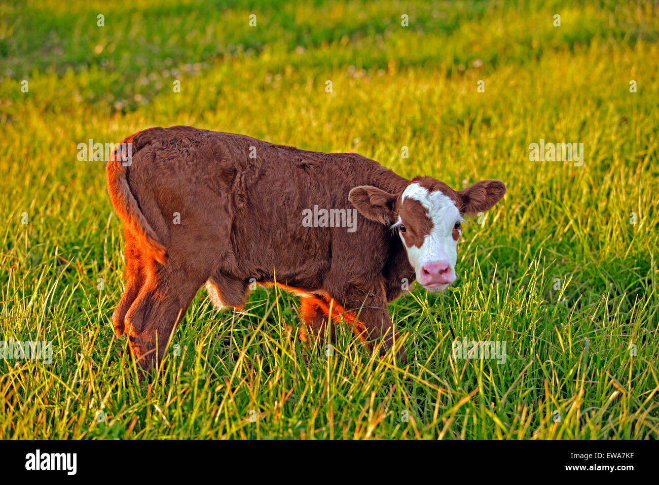 Kuh Kalb Angus Hereford Kreuz stehend auf Wiese Stockfotografie - Alamy