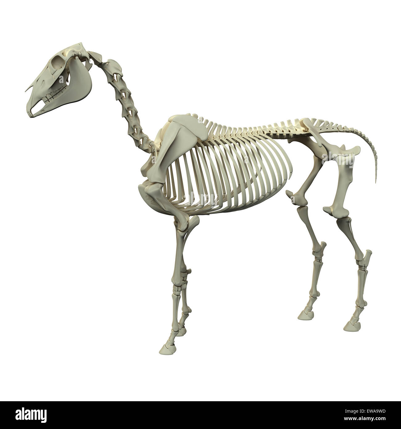 Pferd - Pferd Equus Anatomie - Skelett Seitenansicht isoliert auf weiss ...
