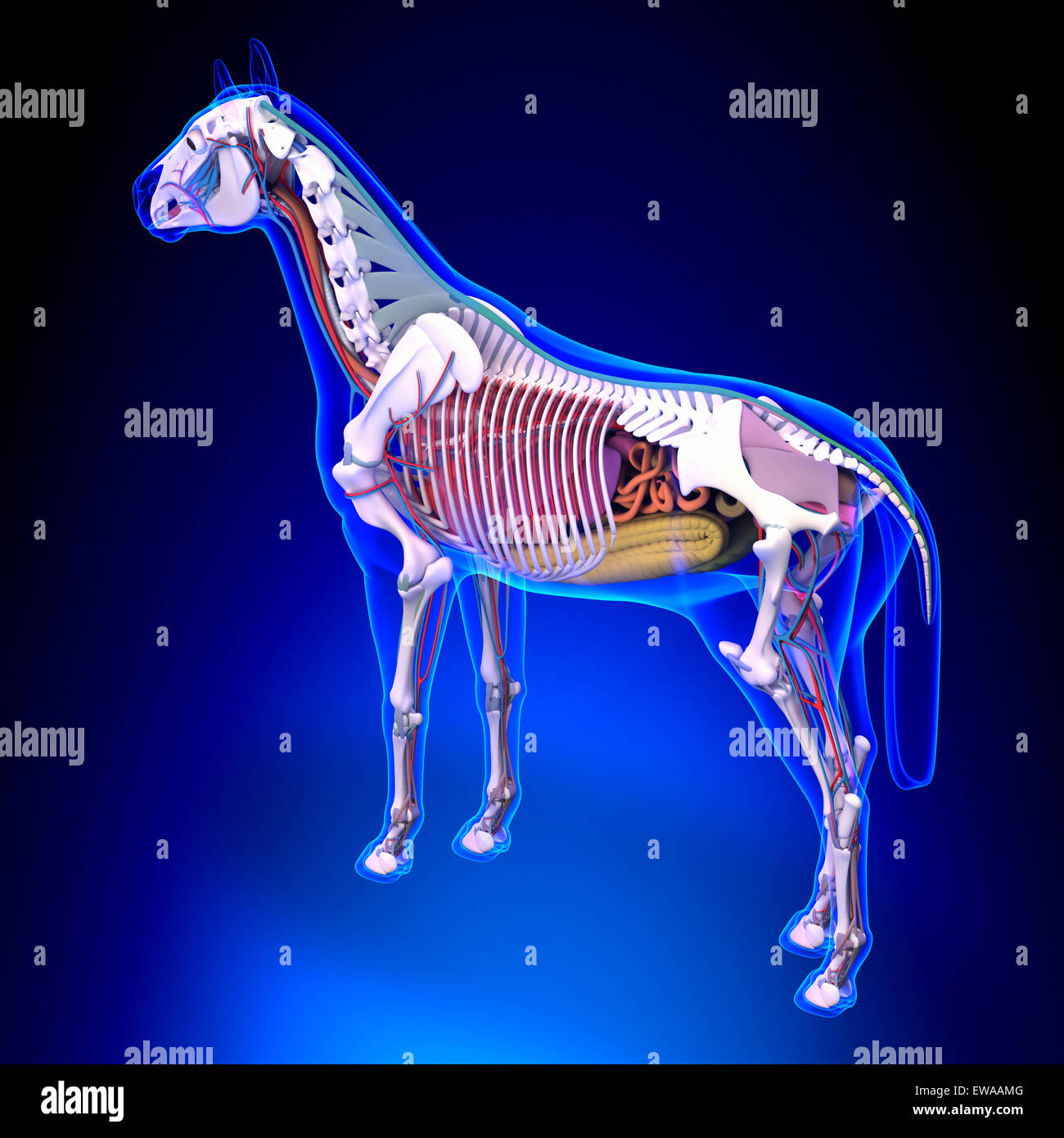 Pferd anatomie -Fotos und -Bildmaterial in hoher Auflösung – Alamy