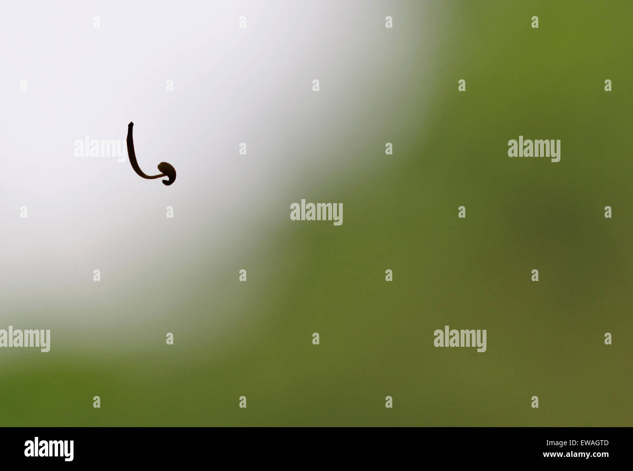 Hakenform der hand -Fotos und -Bildmaterial in hoher Auflösung – Alamy