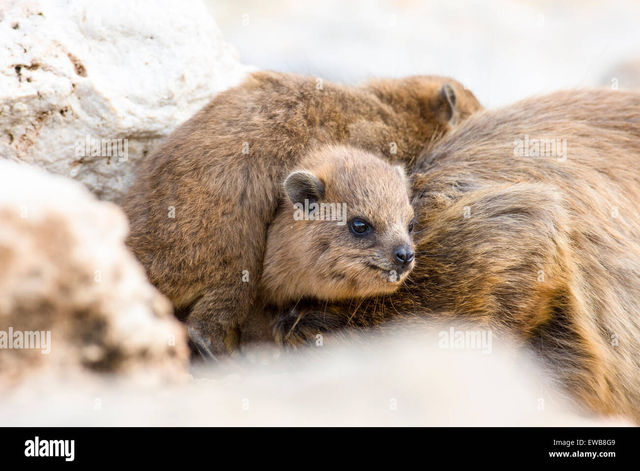 Rock Hyrax (Procavia Capensis) fotografiert in Israel Stockfotografie ...