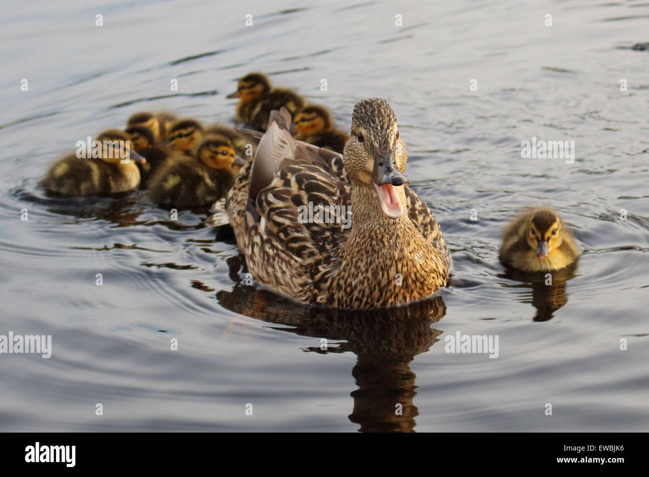 Ente schnabel geöffnet -Fotos und -Bildmaterial in hoher Auflösung – Alamy