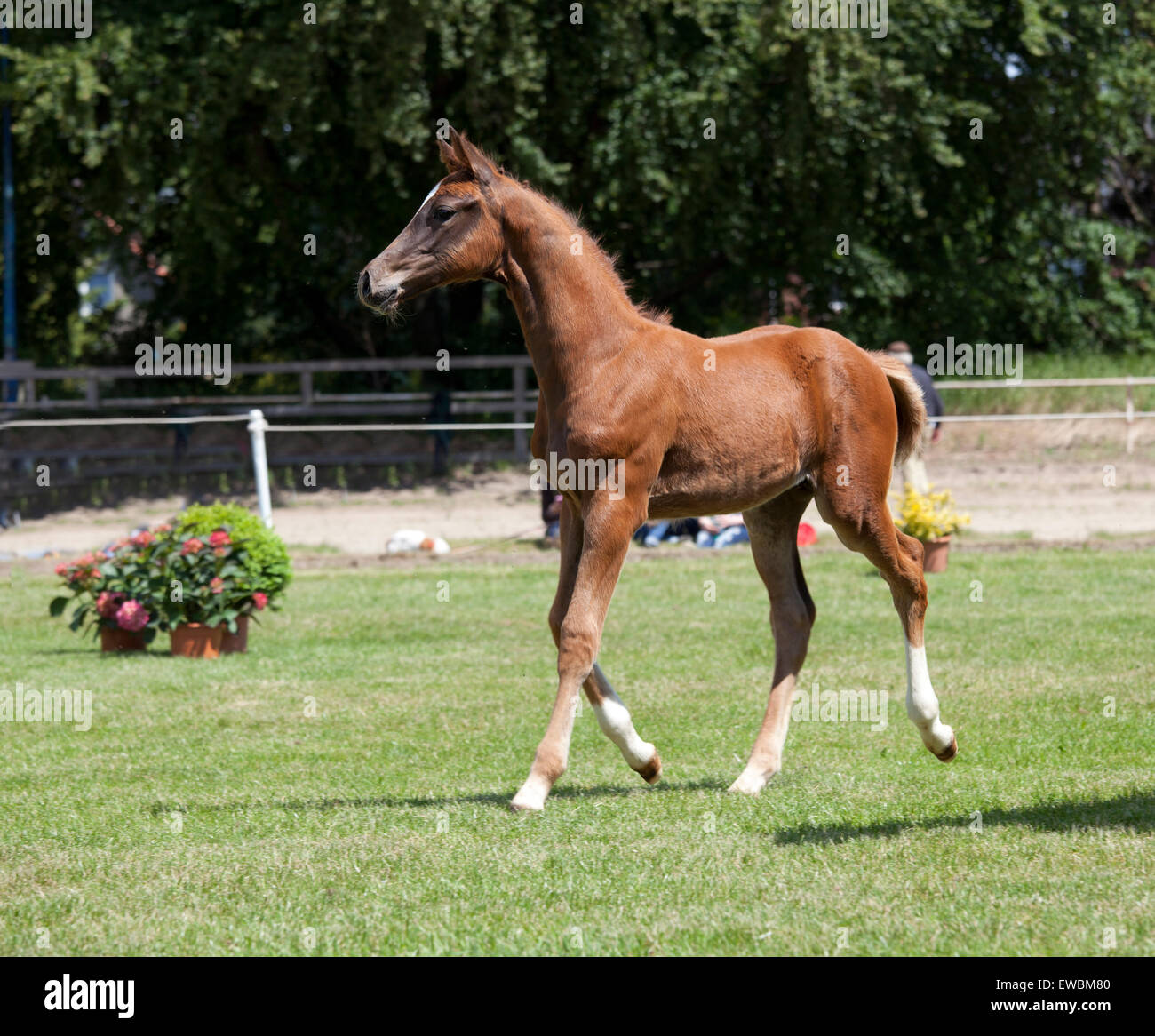 Braun pferd galopp -Fotos und -Bildmaterial in hoher Auflösung – Alamy