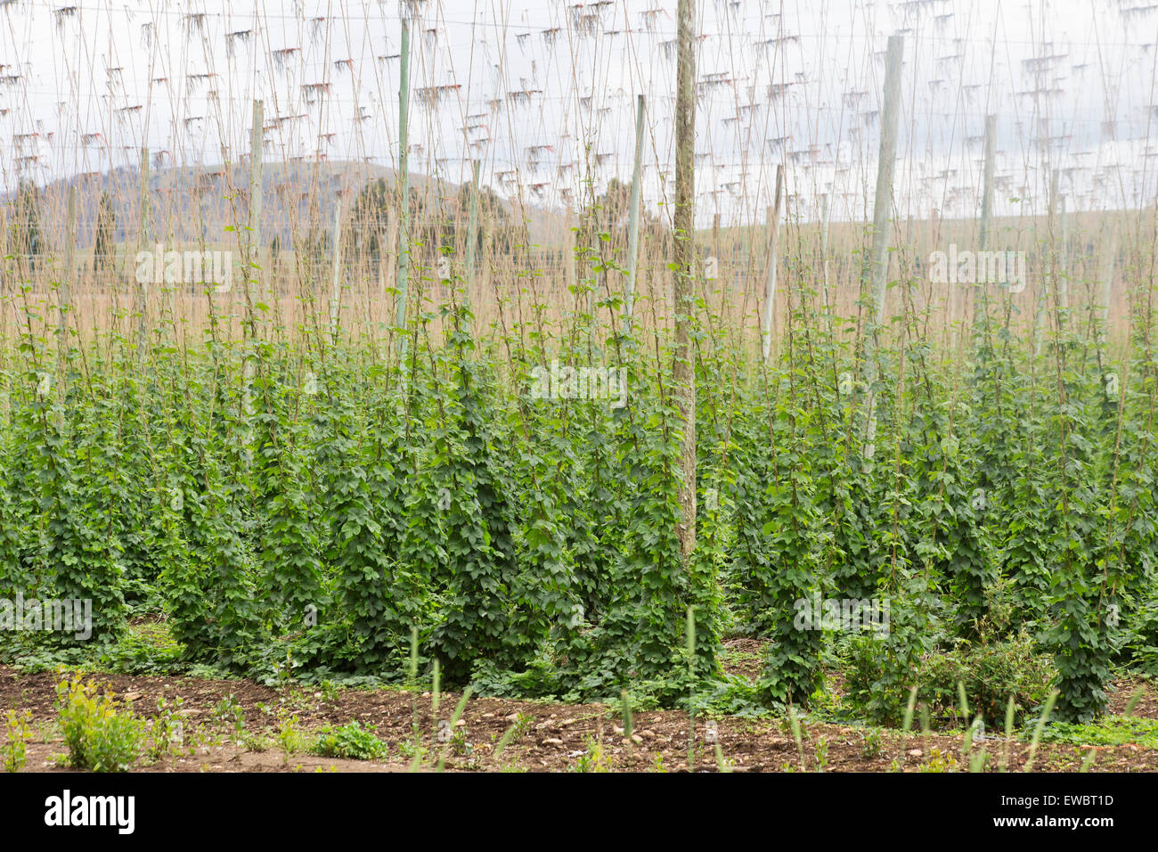 Hops cultivation farming farm -Fotos und -Bildmaterial in hoher ...