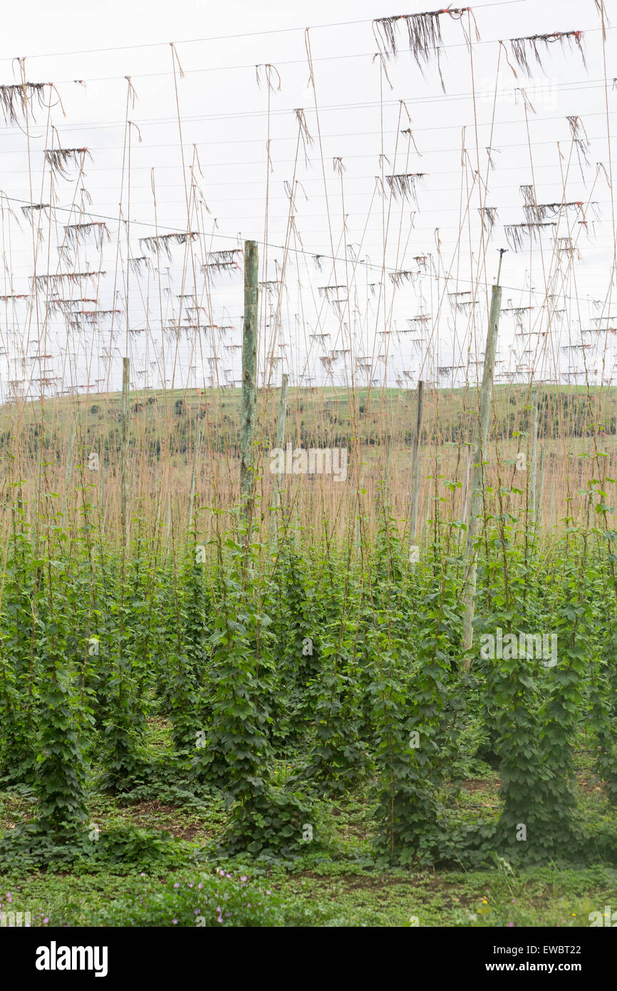 Hops cultivation farming farm -Fotos und -Bildmaterial in hoher ...