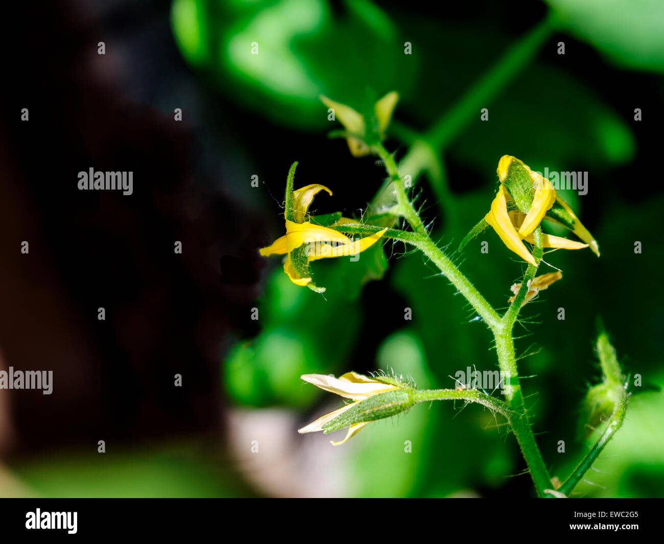 Tomato botanical -Fotos und -Bildmaterial in hoher Auflösung – Alamy